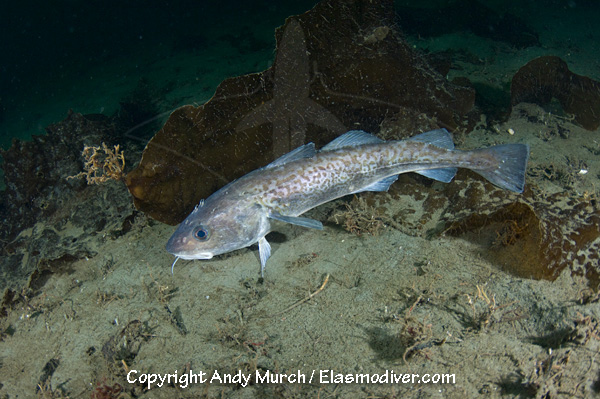 Pacific Cod Pictures - images of Gadus macrocephalus